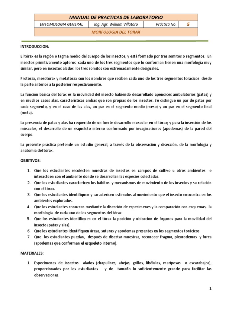 Laboratorio Ento I Manual Practica 5 2011 | PDF | Insectos | Artropodología