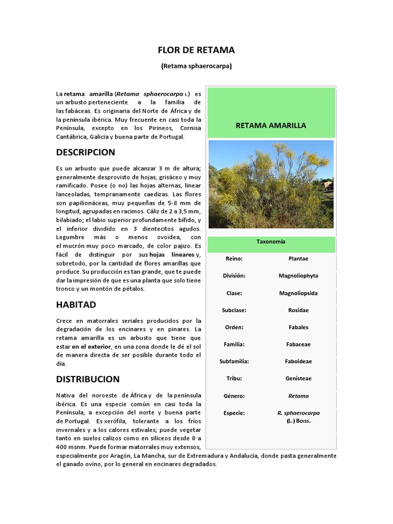 Propiedades y usos de la retama amarilla | PDF | Plantas | Botánica