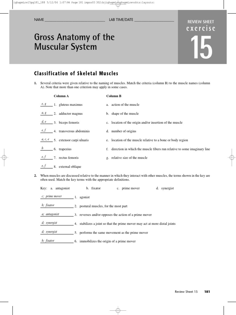 Gross Anatomy of The Muscular System: Exercise | PDF | Human Leg | Shoulder