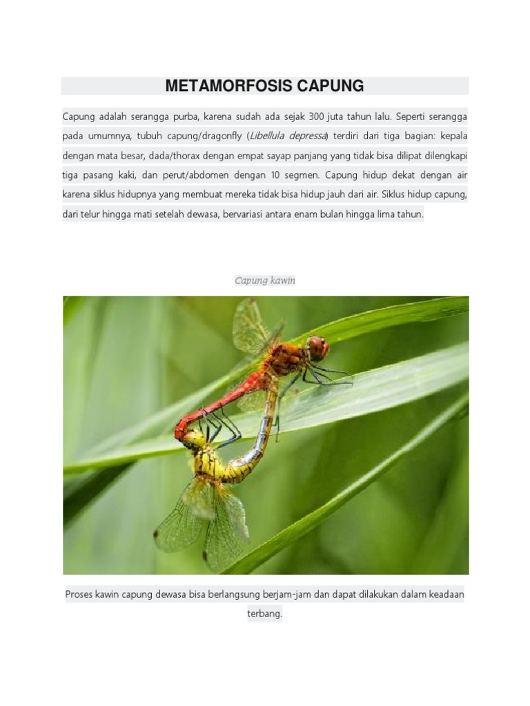 Metamorfosis Capung | PDF