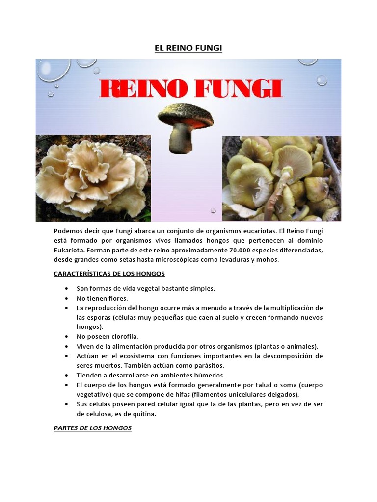 El Reino Fungi | PDF | Hongo | Plantas