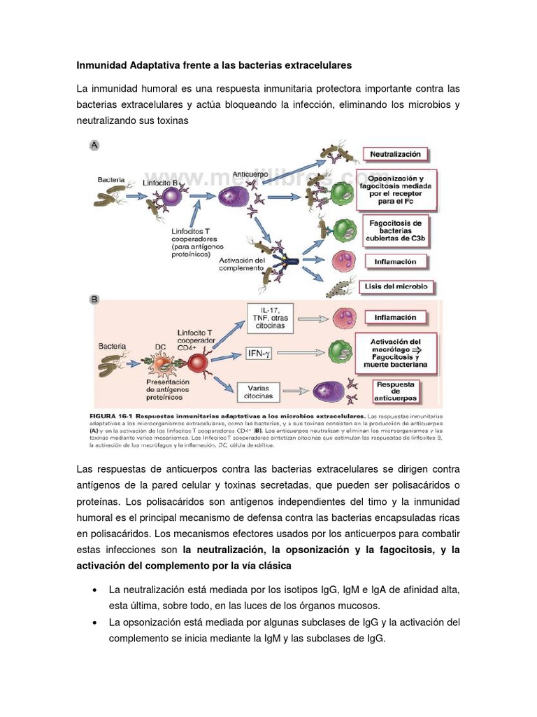 Inmunidad Adaptativa Frente A Las Bacterias Extracelulares | PDF | Inmunidad humoral | Citocina