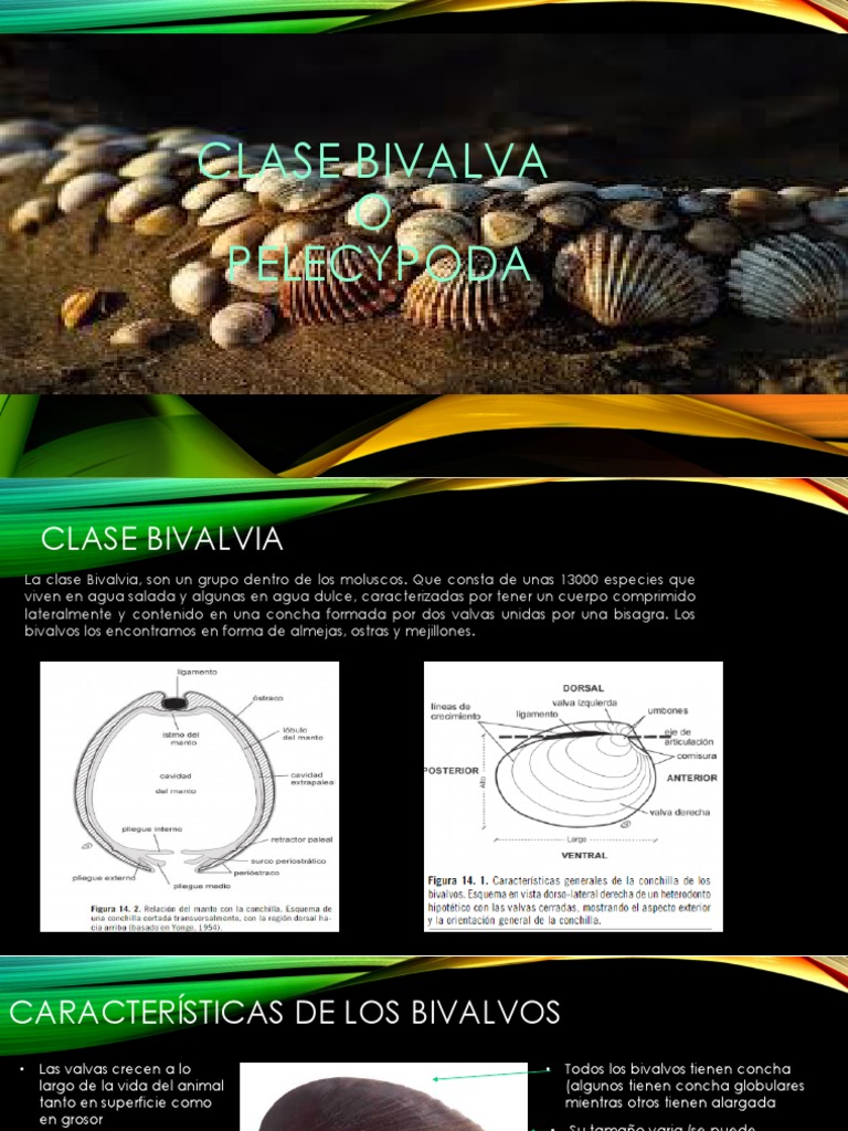 Clase Bivalva | PDF | Bivalvia | Organismos