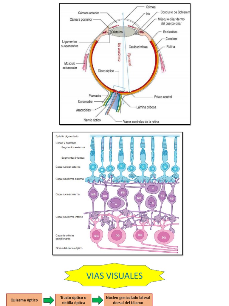 Vias Visuales | PDF | Percepción visual | Corteza visual