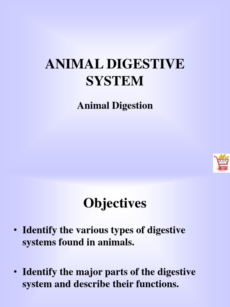 Animal Science II #8 | PDF | Ruminant | Digestion