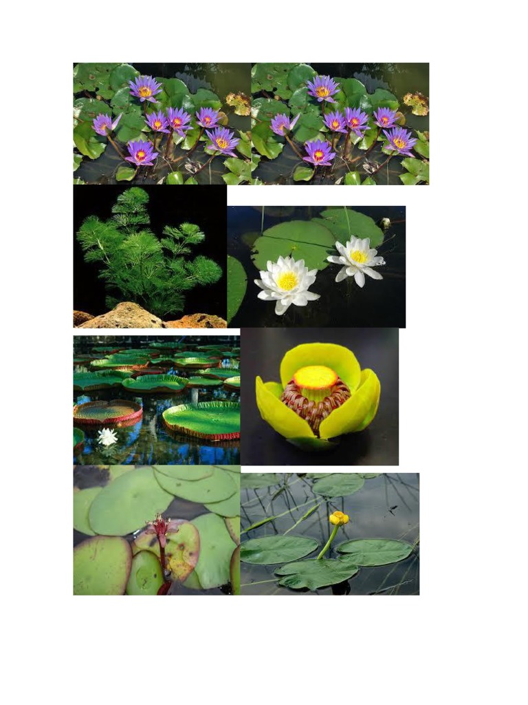 Plantas Acuáticas: Nymphaeales y Hydatellaceae | PDF | Ciencia y ...