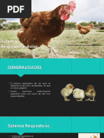 Anatomia Del Pollo | PDF | Corazón | Digestión