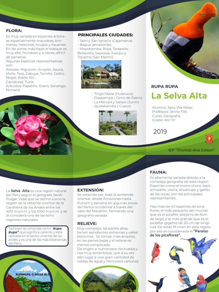 La Selva Alta | PDF | Plantas | Ecología