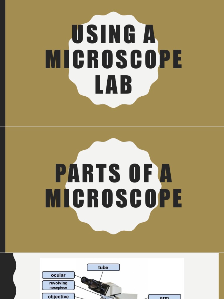 Using A Microscope LAB | PDF