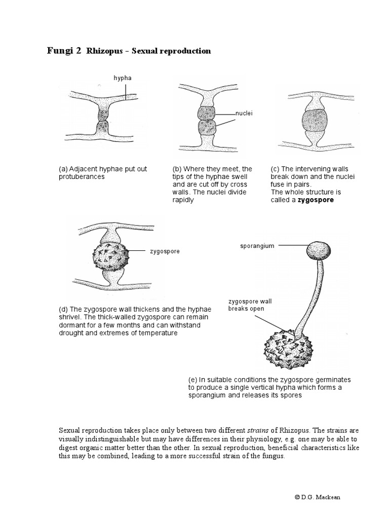 Fungi 2 Rhizopus Sexual Reproduction Pdf