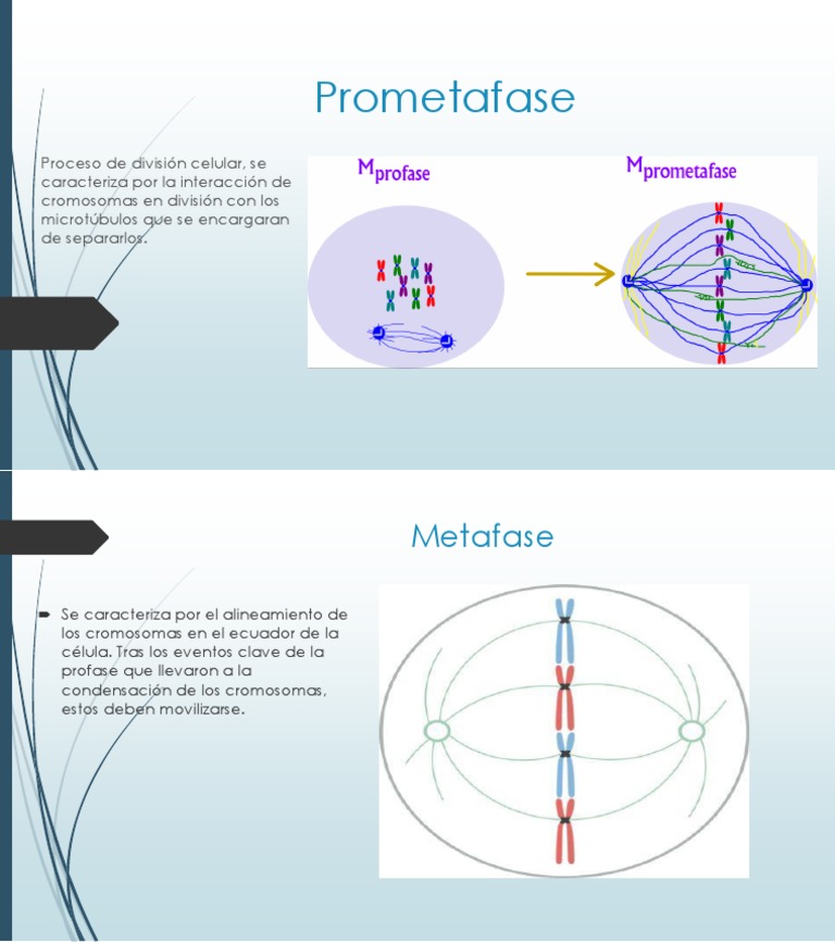 Prometafase y Metafase