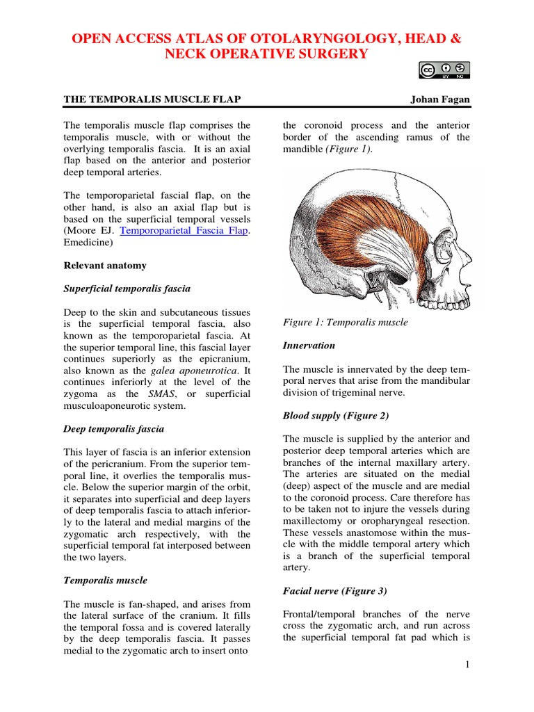 Temporalis Muscle Flap Overview | PDF | Primate Anatomy ...