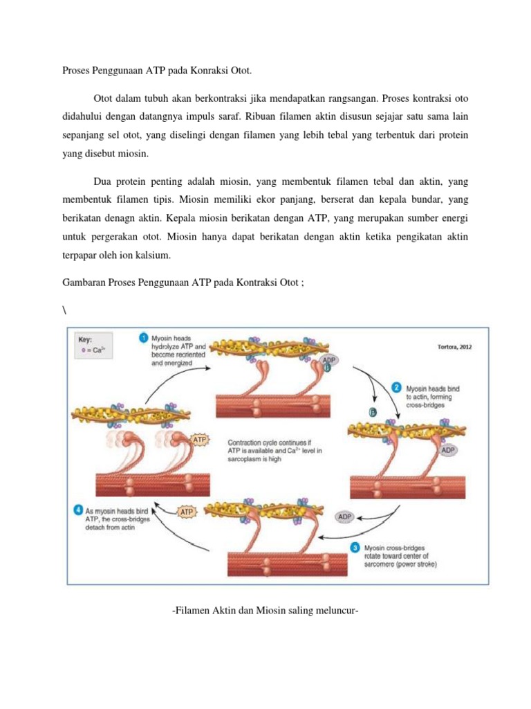 Proses Penggunaan ATP Pada Kontraksi Otot NATHASYA | PDF