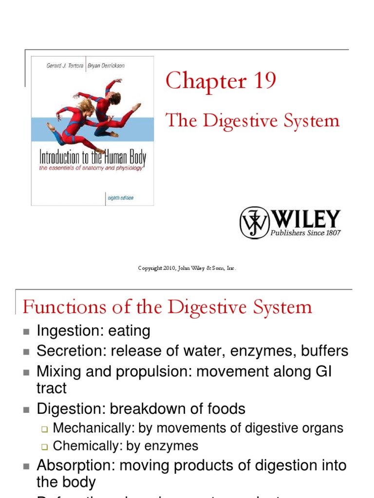 Lecture 9 The Digestive System | PDF | Stomach | Small Intestine
