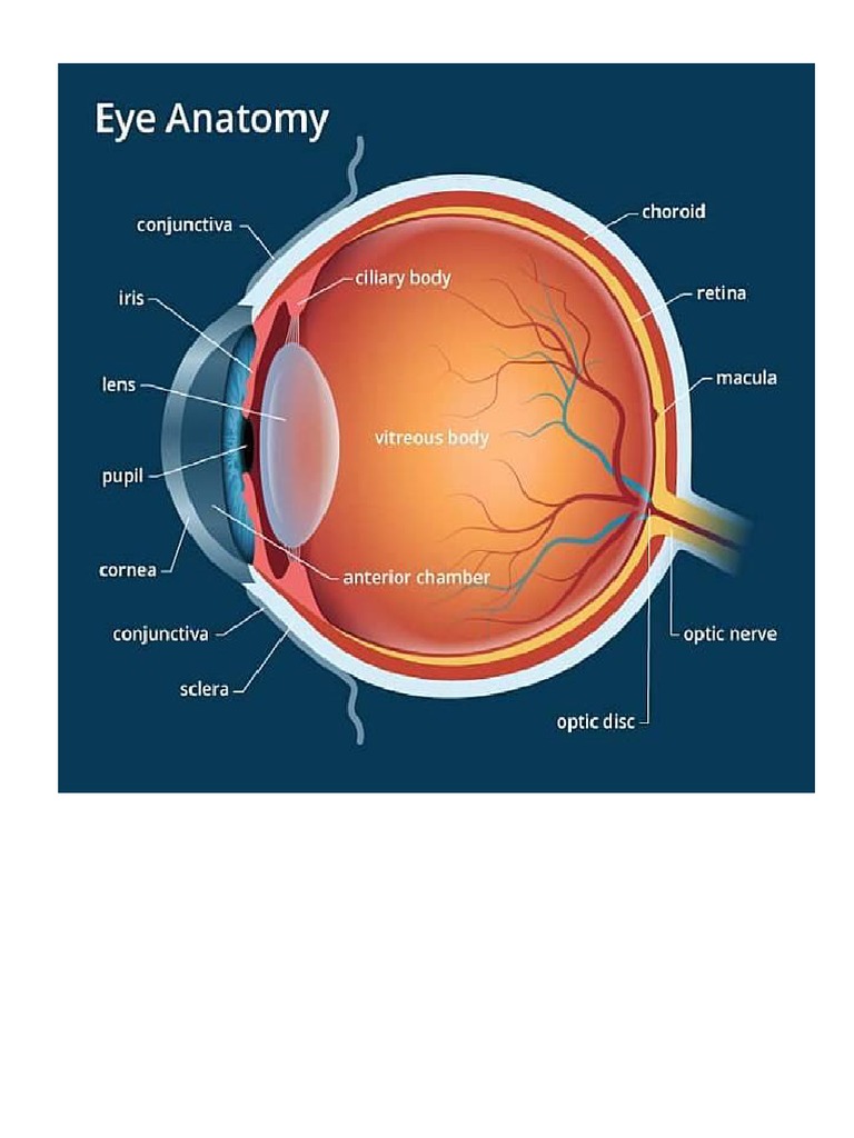 Gambar Anatomi Mata
