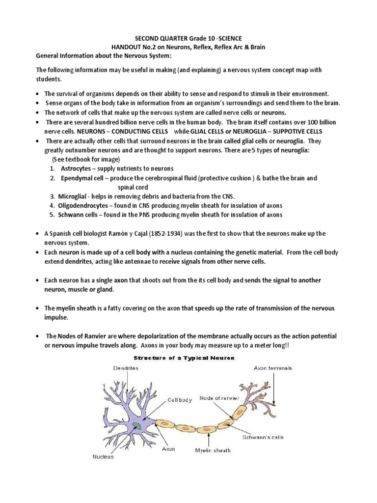 Second Quarter Grade 10 - Science HANDOUT No.2 On Neurons, Reflex ...