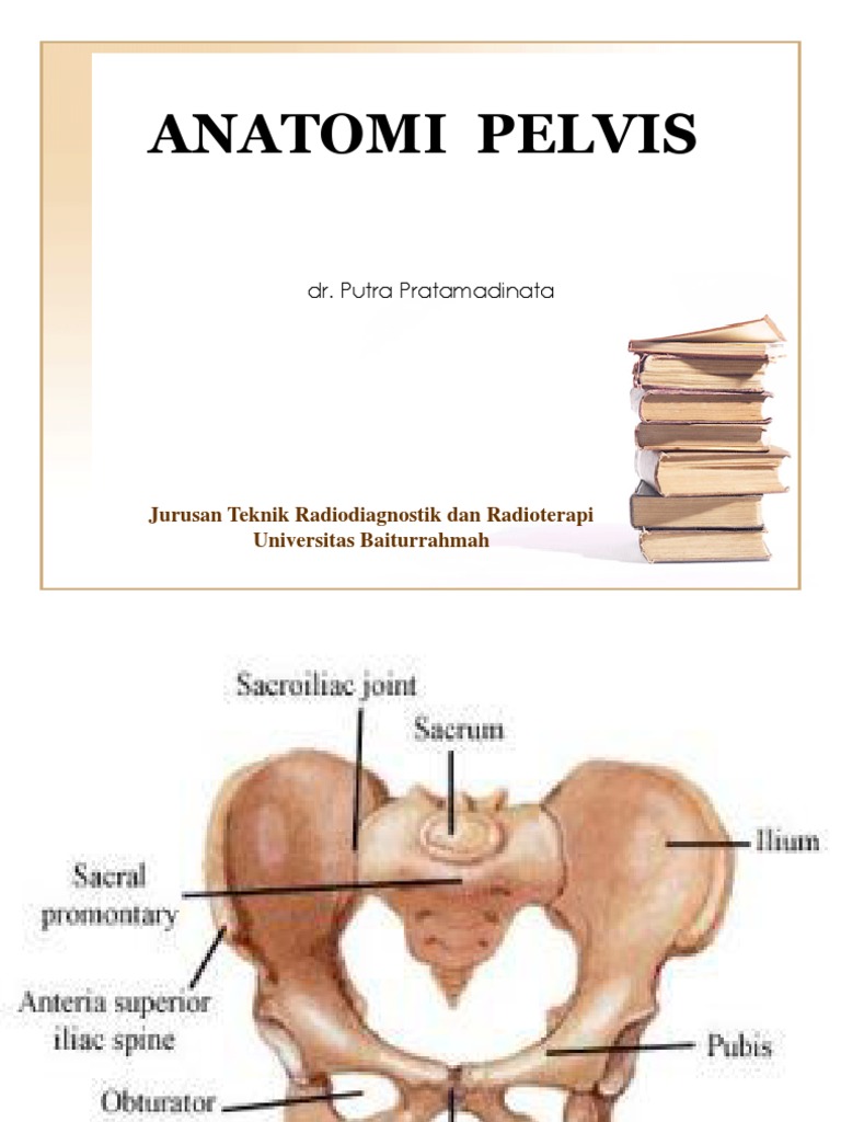 Anatomi dan Struktur Pelvis Manusia | PDF | Sains & Matematika