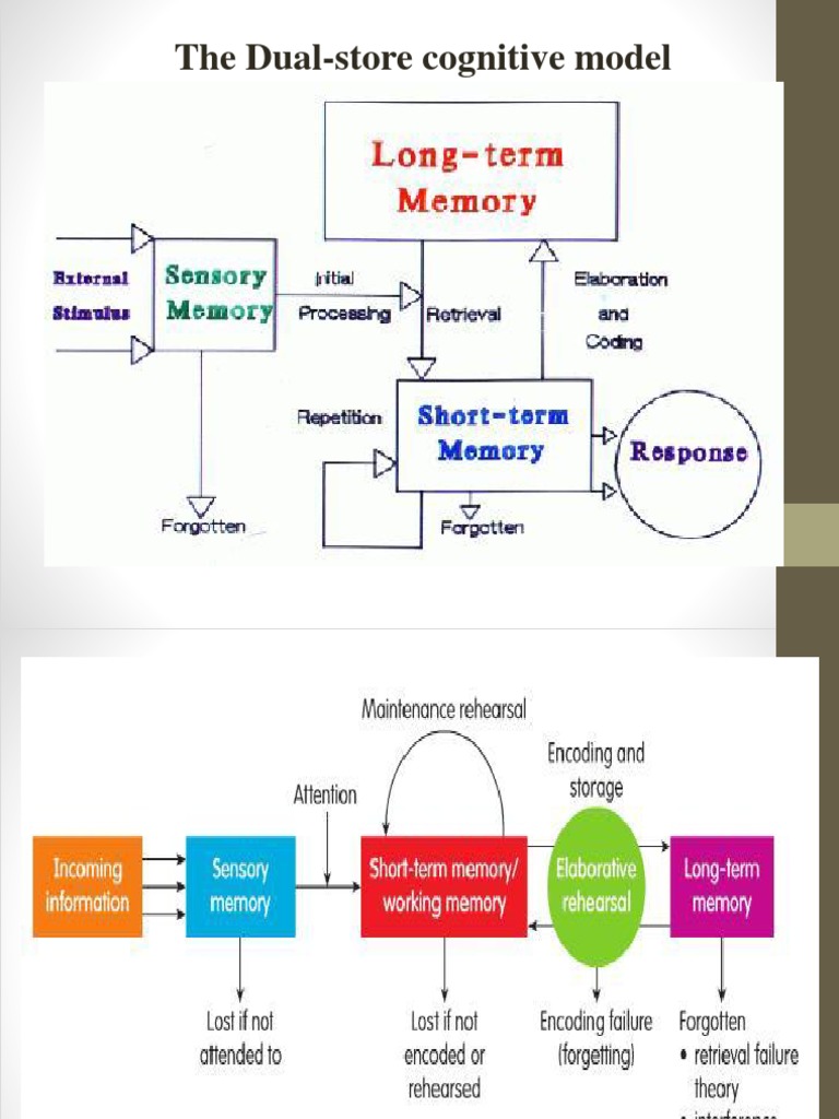 An Overview of the Dual-Store Cognitive Model of Memory: Sensory Memory ...