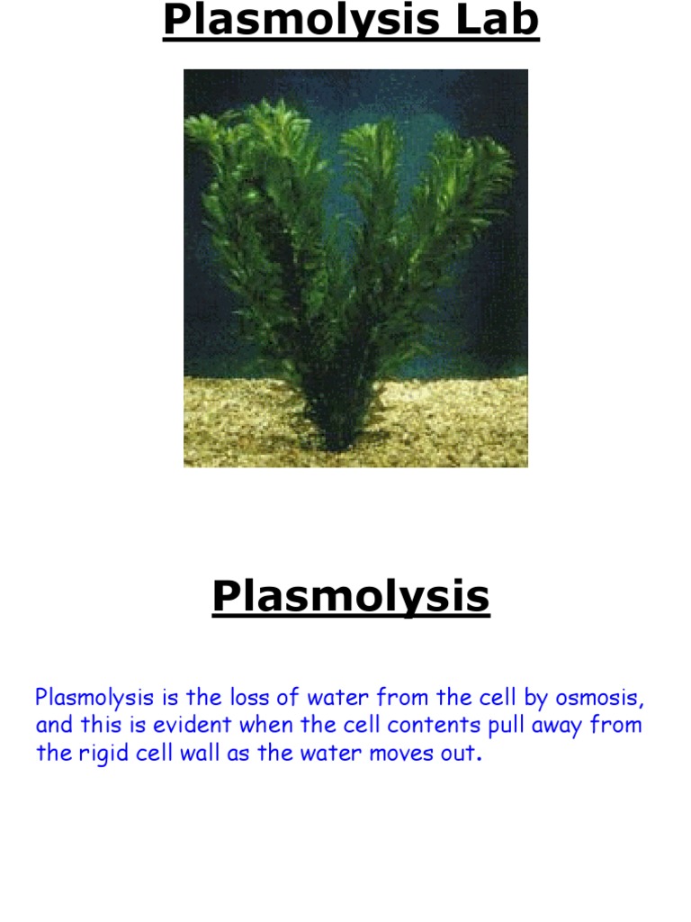 Plant Cell Plasmolysis Lab Guide | PDF | Osmosis | Cell Biology