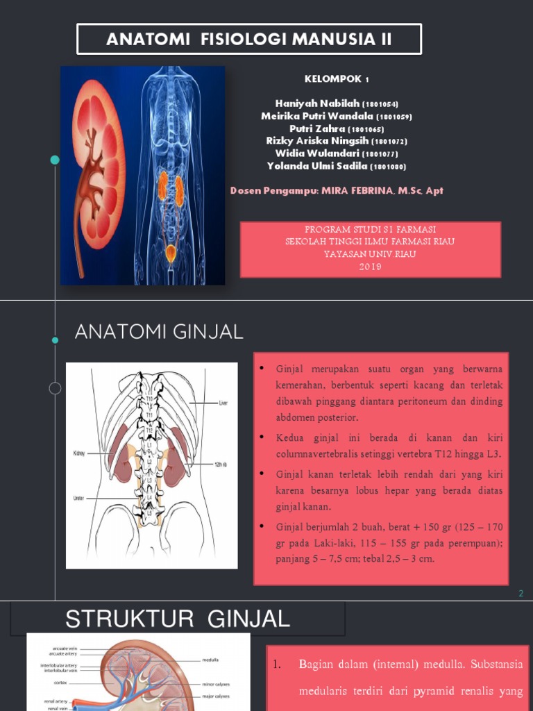 Struktur dan Fungsi Ginjal Manusia | PDF