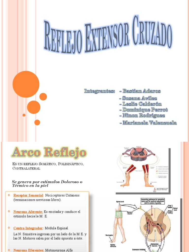Reflejo Extensor Cruzado 1 | PDF | Ciencia y matemáticas