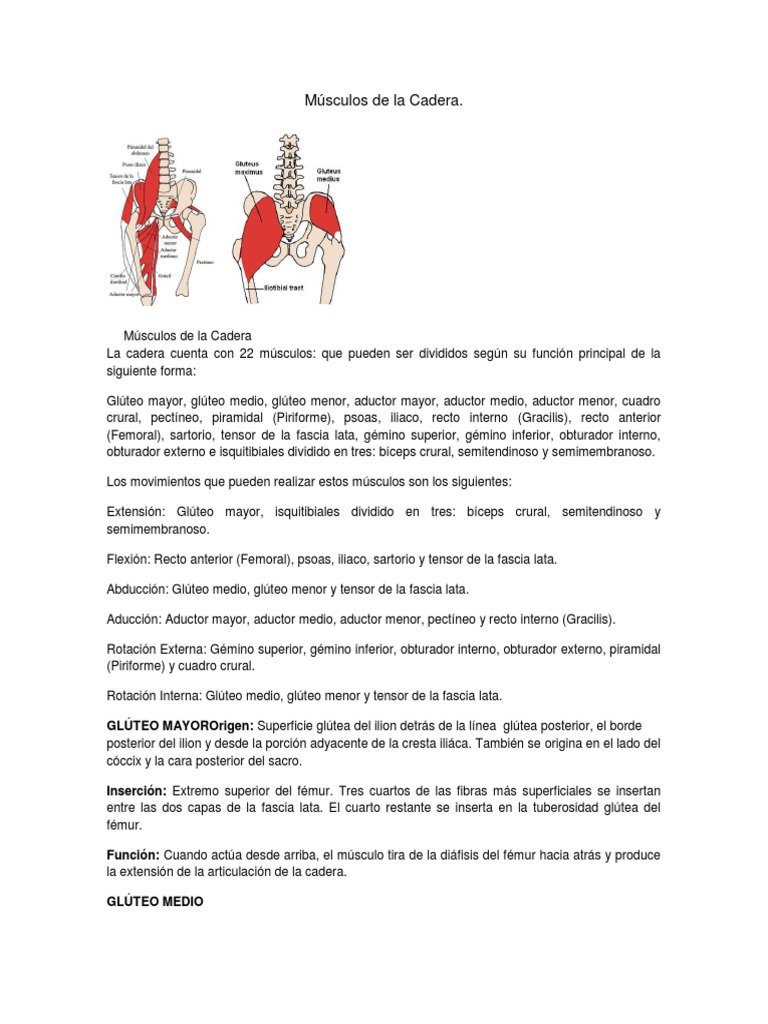 Músculos de La Cadera | PDF | Cadera | Extremidades (anatomía)