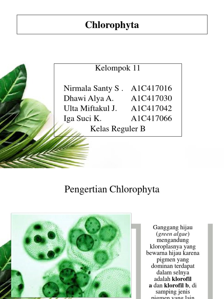 1 Chlorophyta | PDF