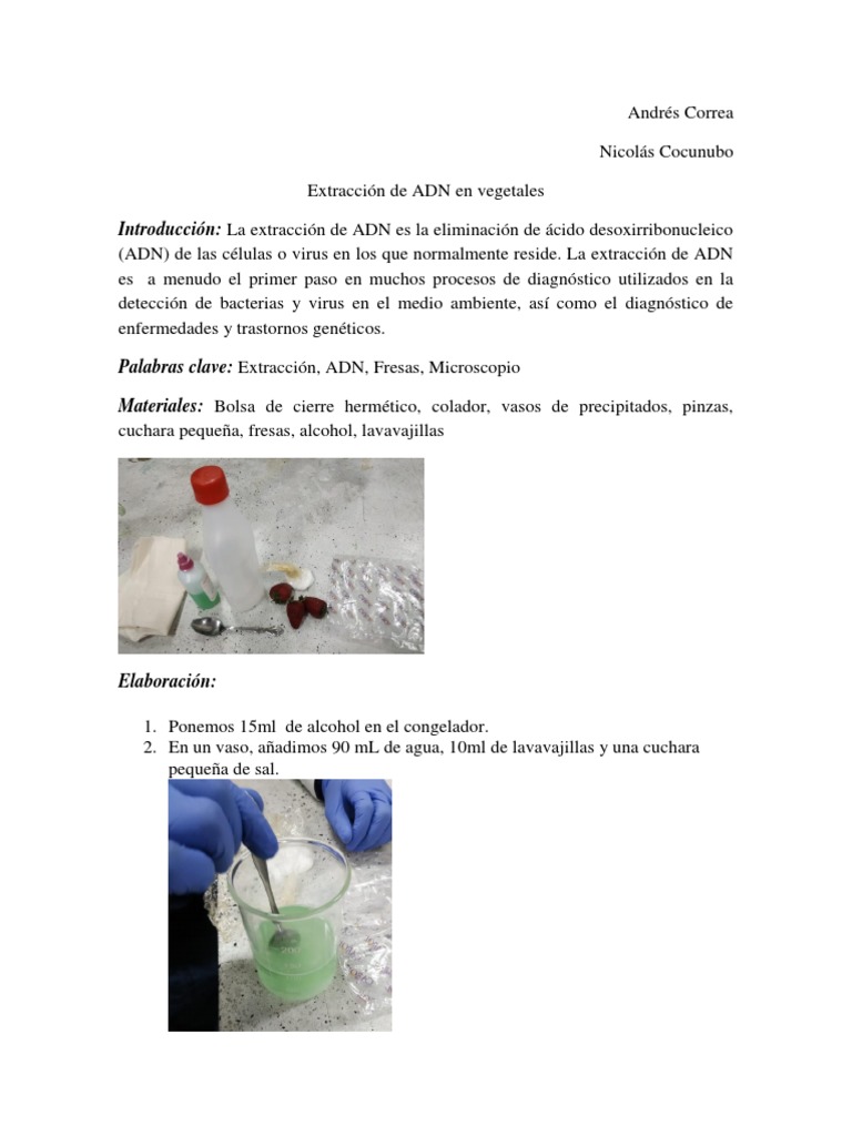 Extraccion de ADN en Vegetales. | PDF | Adn | Biología Celular)