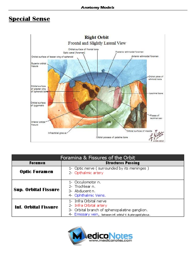 Labelled Anatomy Models | PDF | Common Carotid Artery | Pelvis