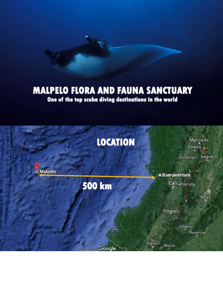 Malpelo Flora and Fauna Sanctuary: One of The Top Scuba Diving ...