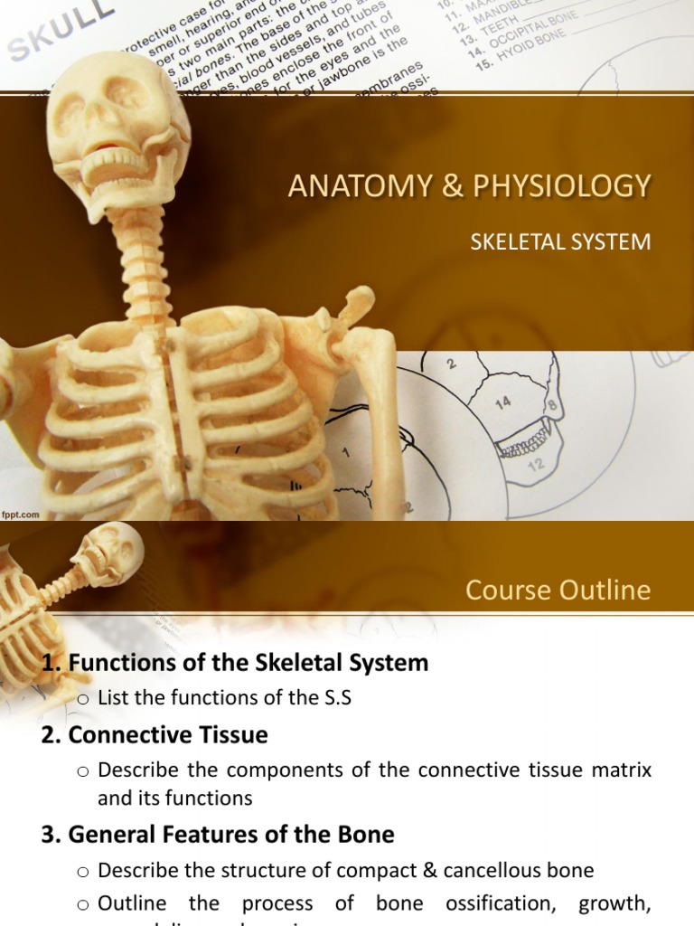 Skeletal System New | PDF | Skeleton | Extracellular Matrix