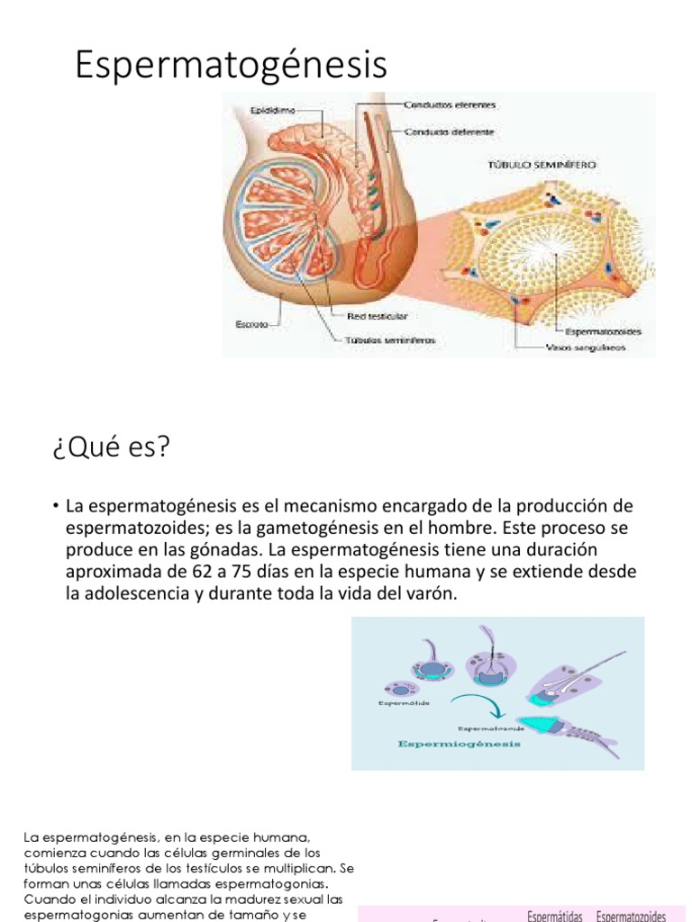 Espermatogénesis | PDF | Testículo | Mamíferos machos