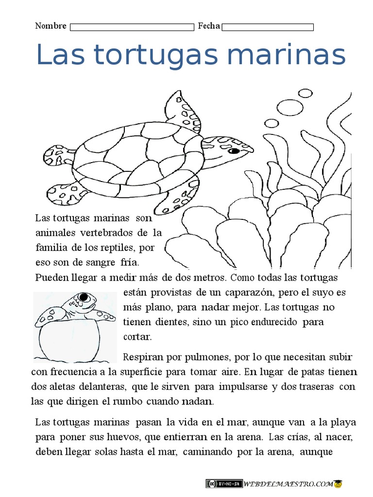 Lectura Comprensiva La Tortuga Marina 5 | PDF