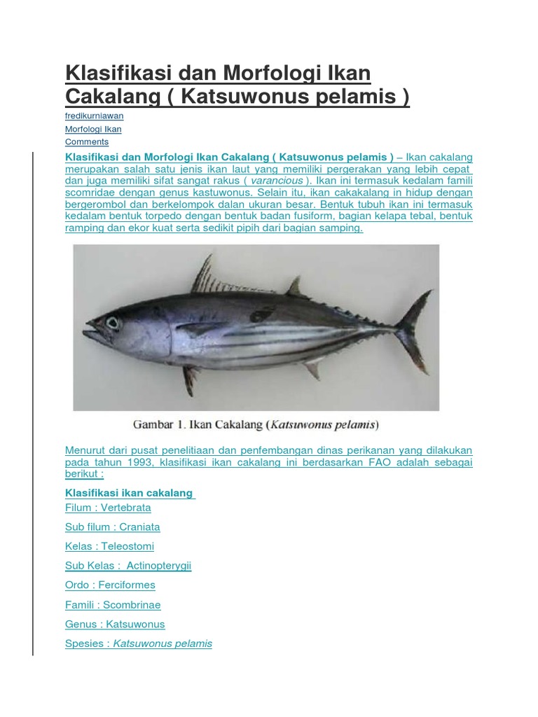 Klasifikasi Dan Morfologi Ikan Cakalang | PDF