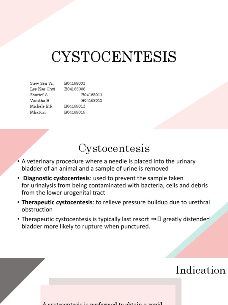 Cystocentesis K4 | PDF | Urinary Tract Infection | Urinary Bladder