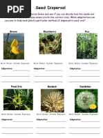 5th Grade Seed Dispersal Worksheet | PDF | Seed | Plants