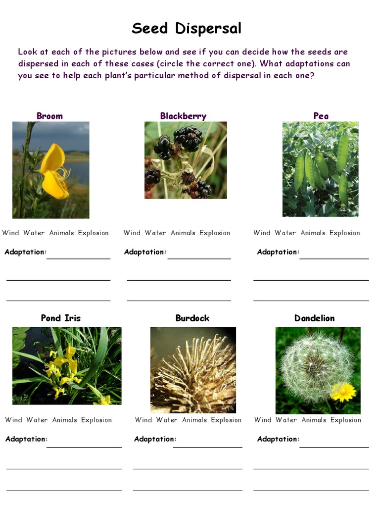 Seed Dispersal Activity | PDF | Wellness