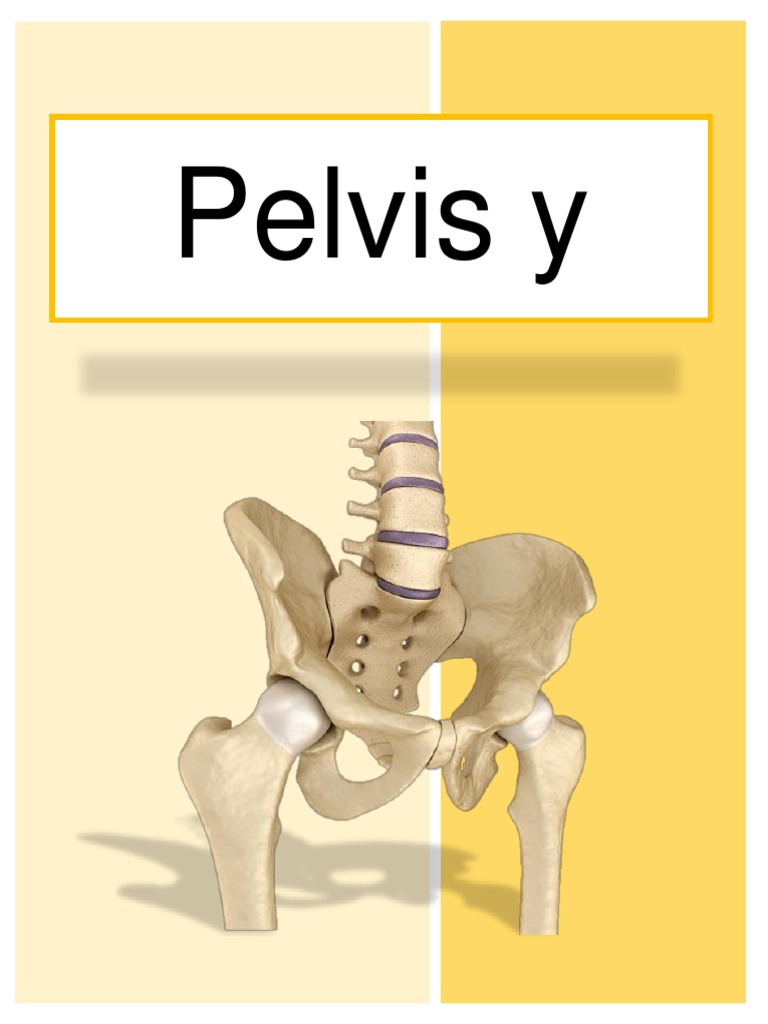 Anatomía (Pelvis y Periné) | PDF | Pelvis | Sistema esquelético