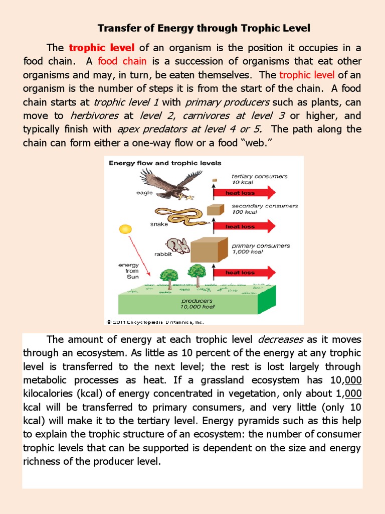 Transfer of Energy Through Trophic Level | PDF
