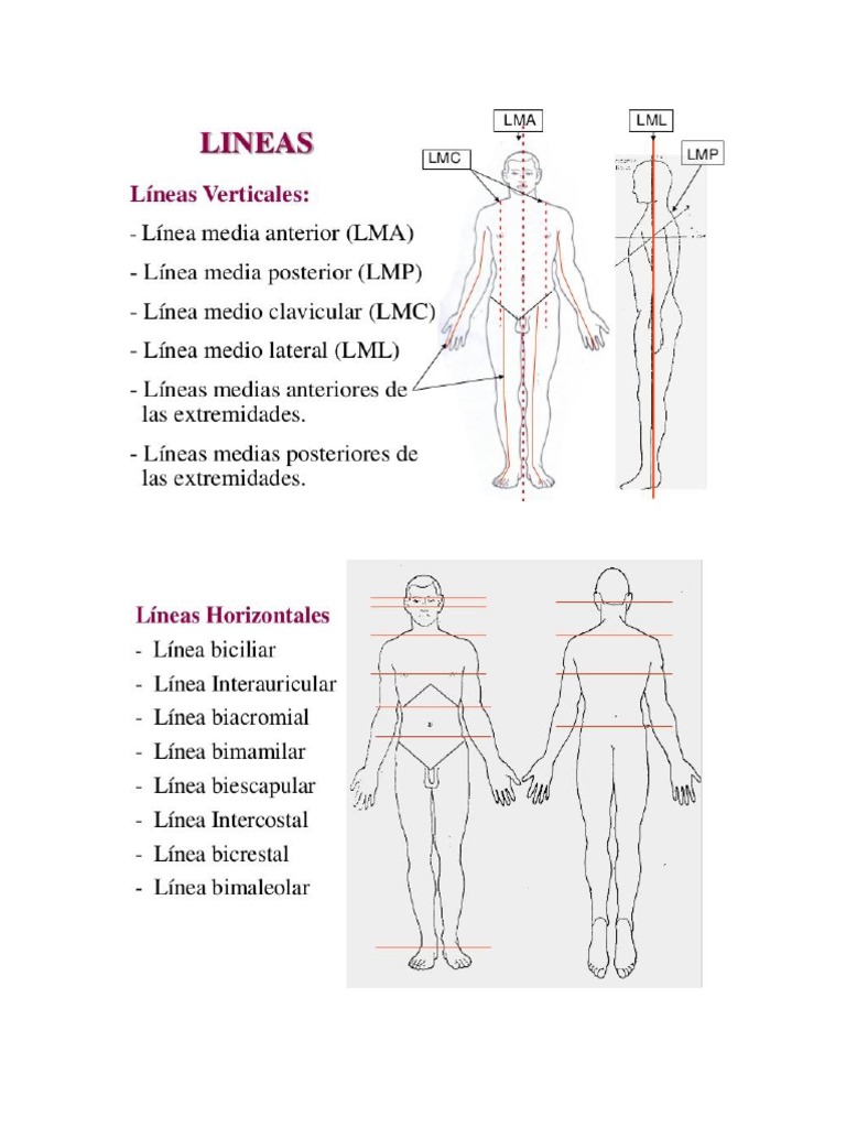 Líneas Anatómicas | PDF | Física | Ciencias fisicas
