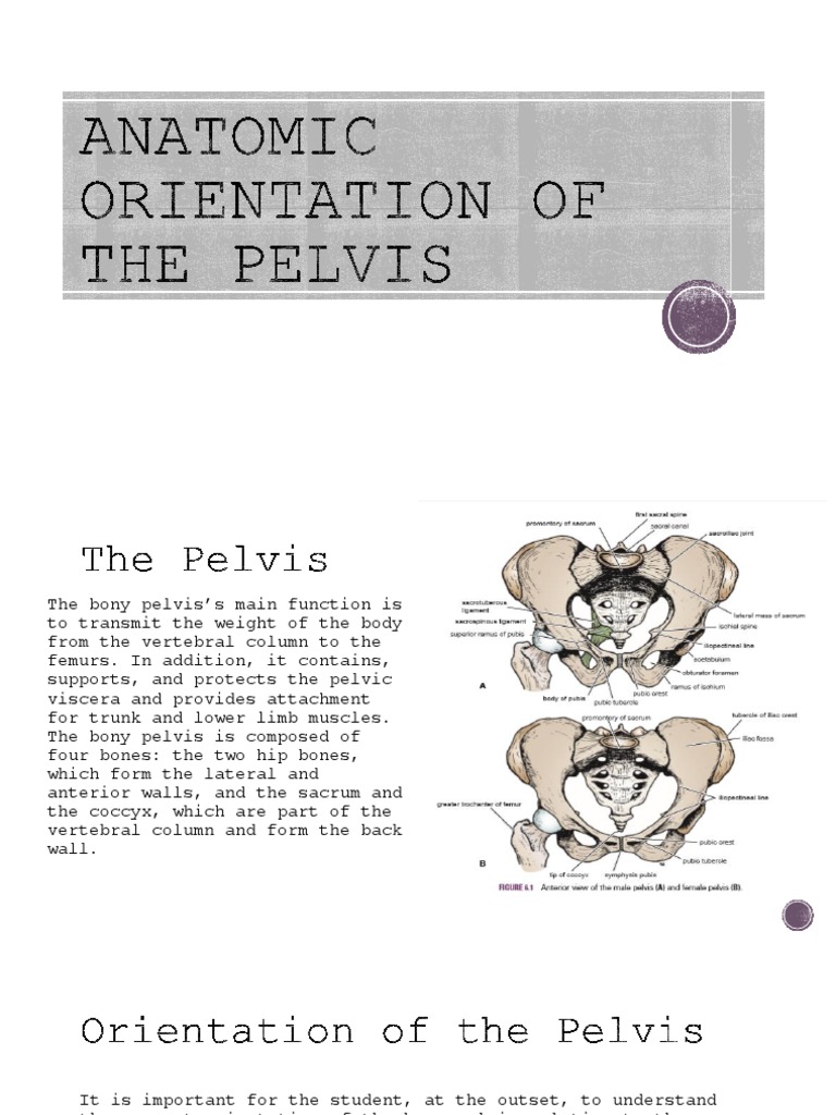Anatomic Orientation of The Pelvis | PDF | Pelvis | Human Anatomy