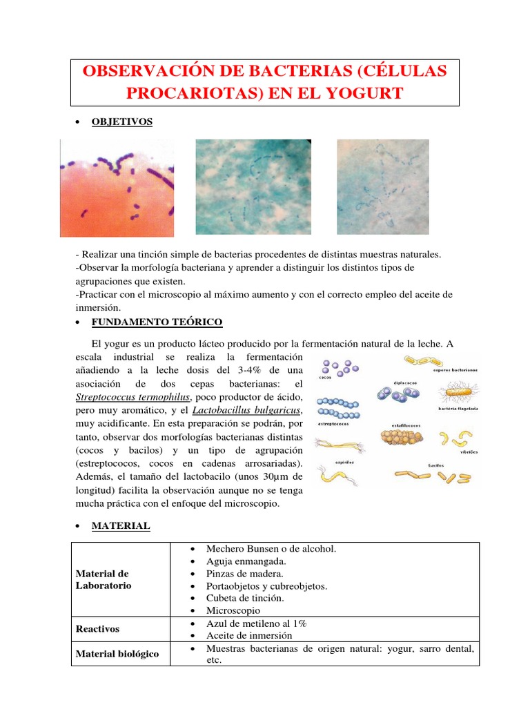 Observación de Las Bacterias Del Yogurt | PDF | Yogur | Las bacterias