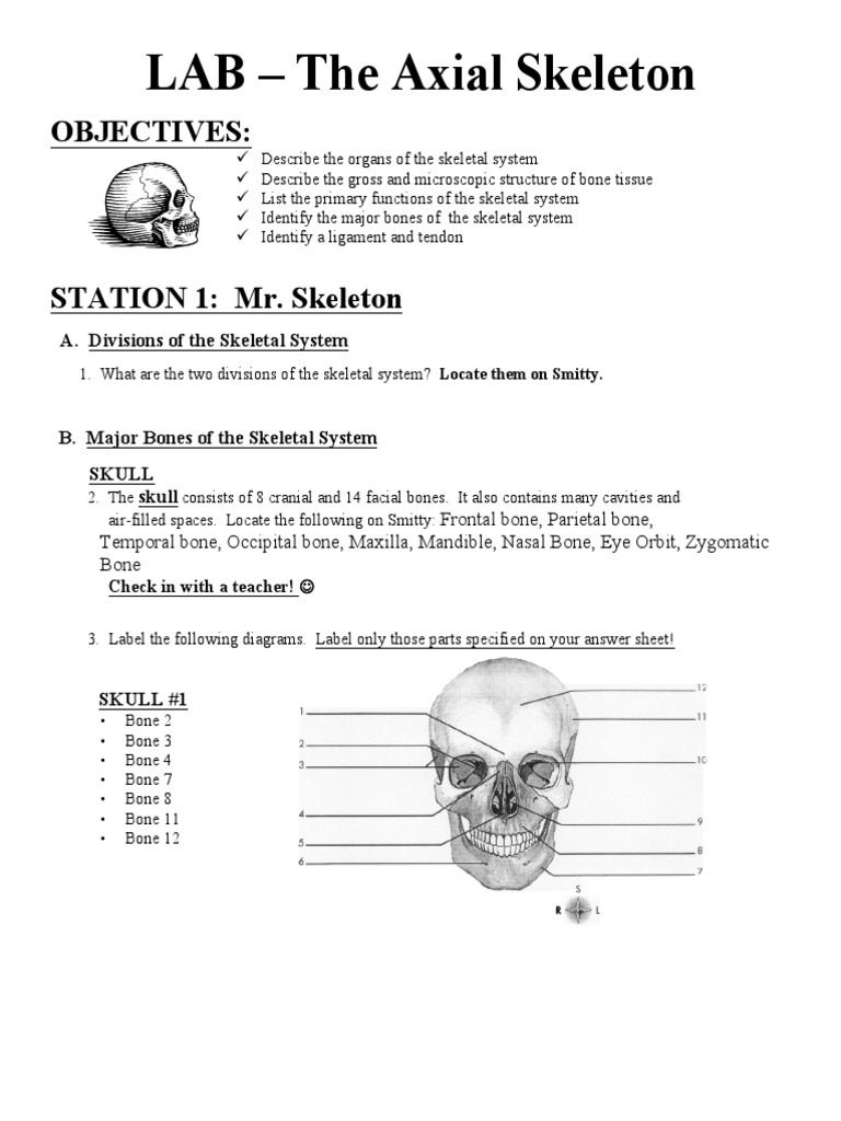 Anatomy of the Axial Skeleton: Identifying Major Bones and Structures ...