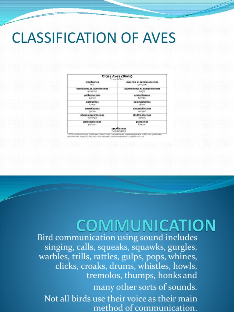 Aves Birds Classification