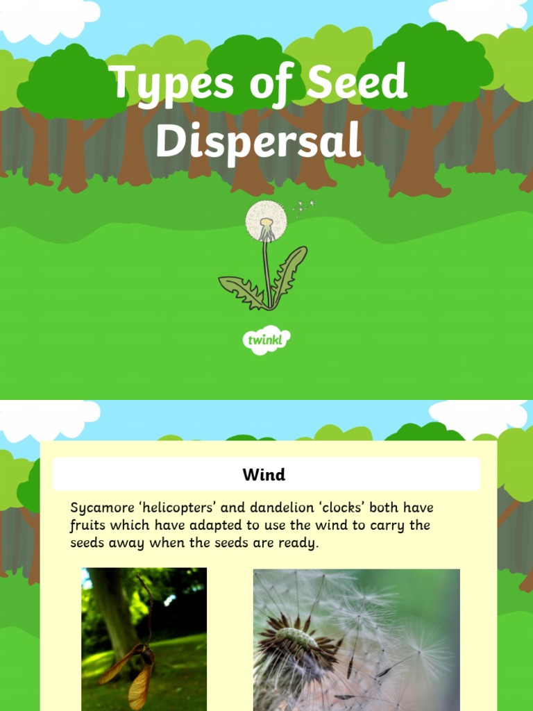T2-S-205-Types-Of-Seed-Dispersal-Powerpoint Ver 1 | PDF | Seed | Fruit