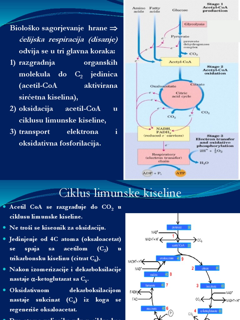 Biosinteza Aminokiselina | PDF