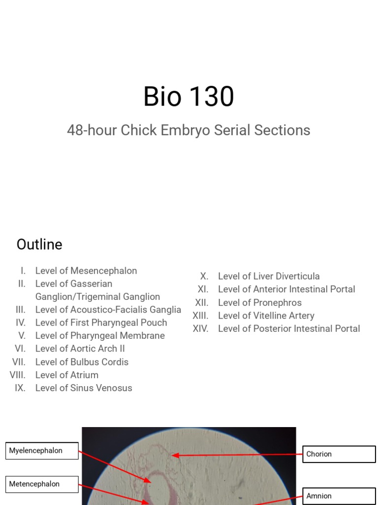 48 Hour Chick Embryo Serial Sections | PDF | Vein | Human Anatomy
