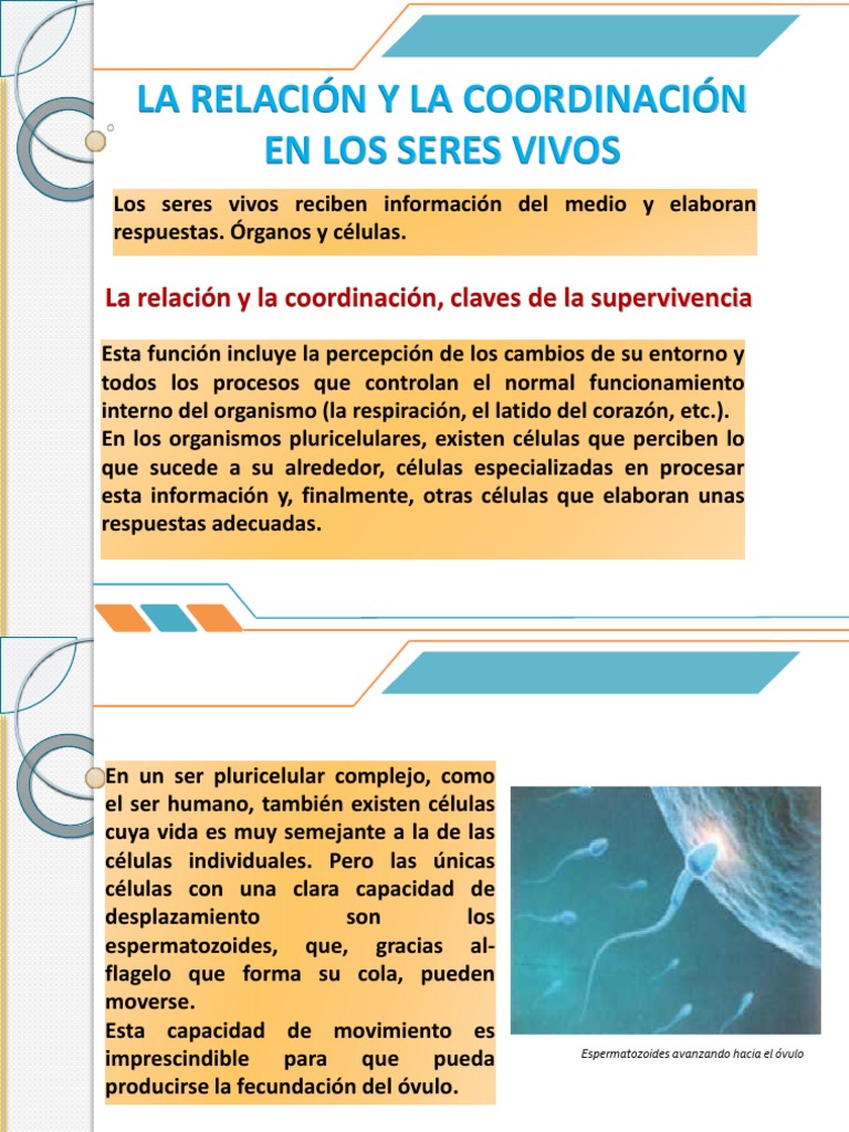 La Relación y La Coordinación en Los Seres Vivos | PDF | Estímulo (fisiología) | Biología Celular)