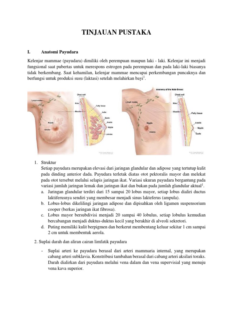 Tinpus CA Mamae | PDF