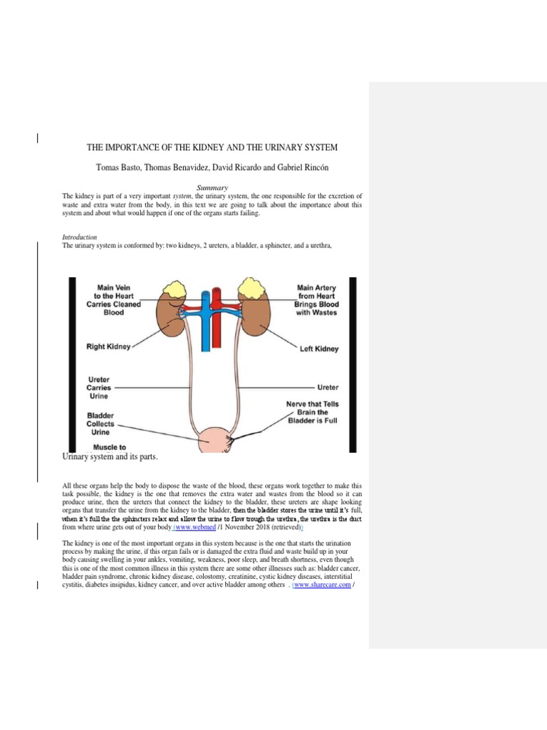 The Importance of The Kidney and The Urinary System Tomas Basto, Thomas ...